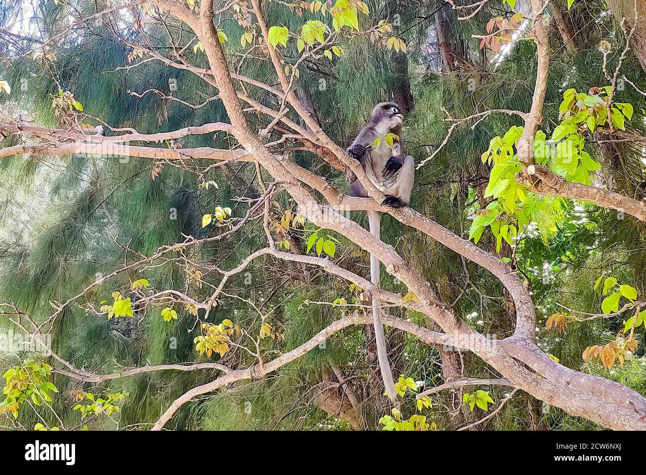 Spectacled monkey sitting on a tree and tearing leaves Stock Photo - Alamy