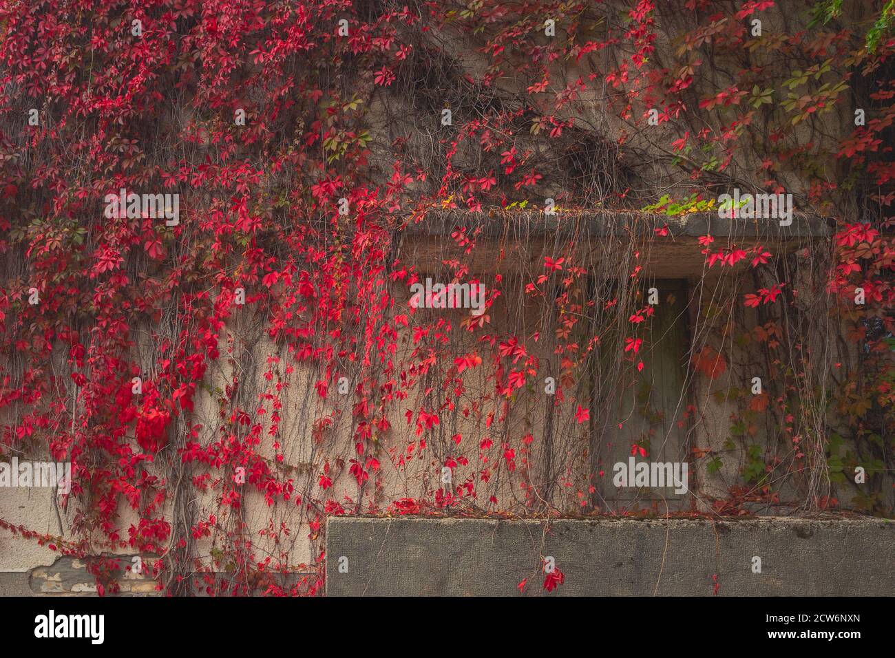 Autumn background design with colorful red and yellow leaves of the ...