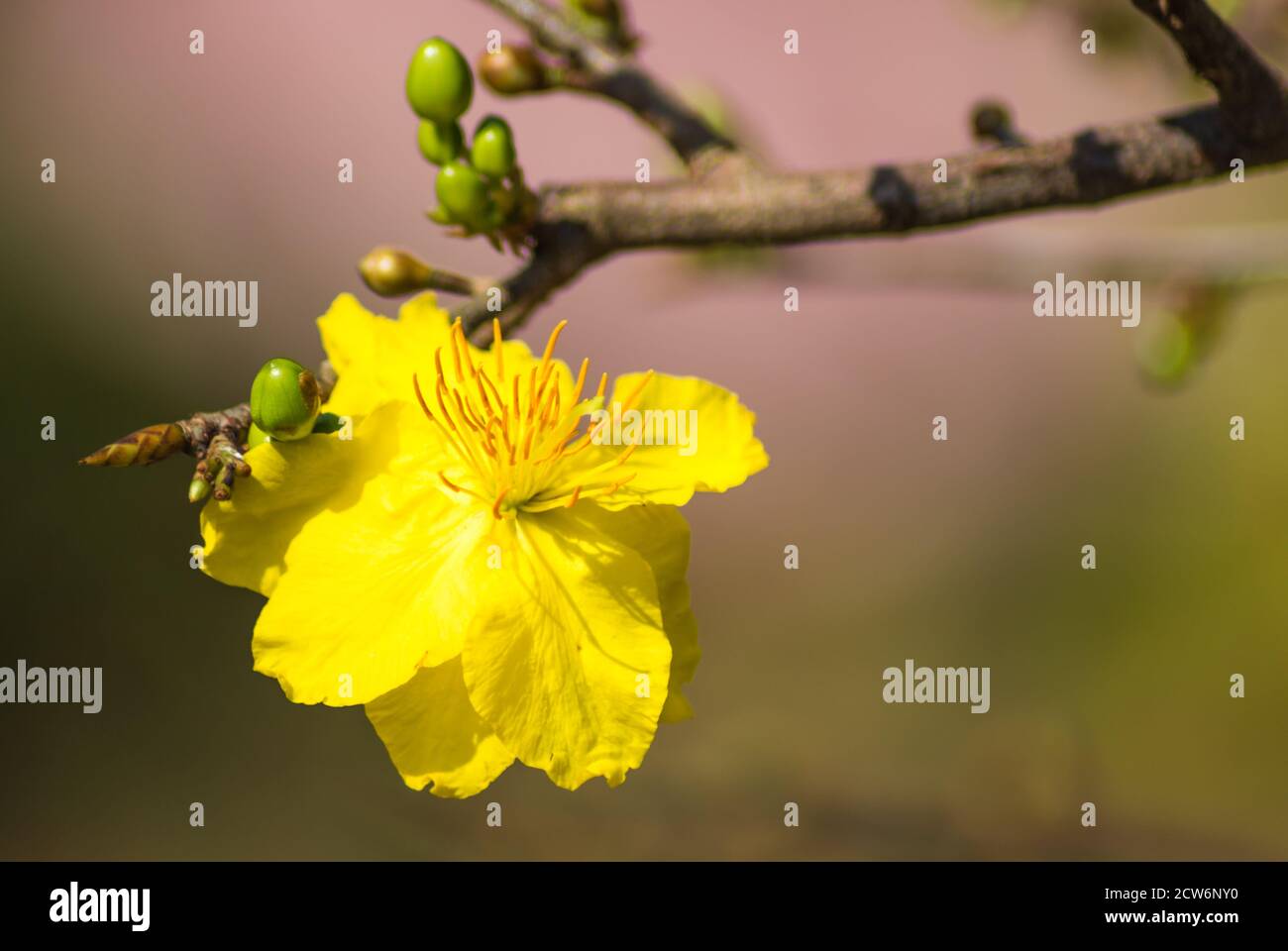 Flowering branch of yellow apricot in Vietnam Stock Photo - Alamy