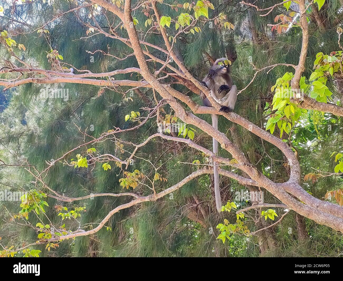 Spectacled monkey sitting on a tree and tearing leaves Stock Photo - Alamy