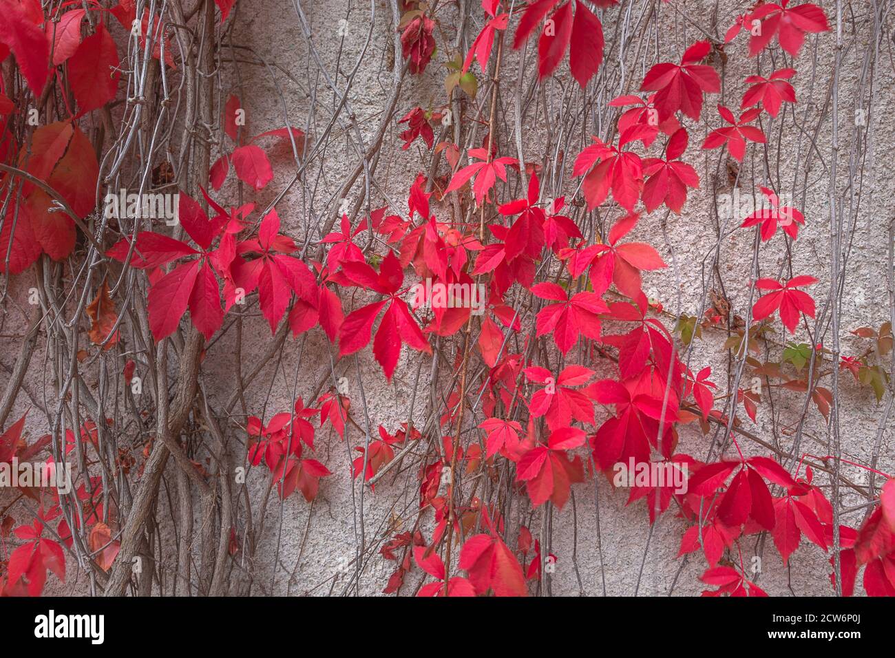 Autumn background design with colorful red and yellow leaves of the ...