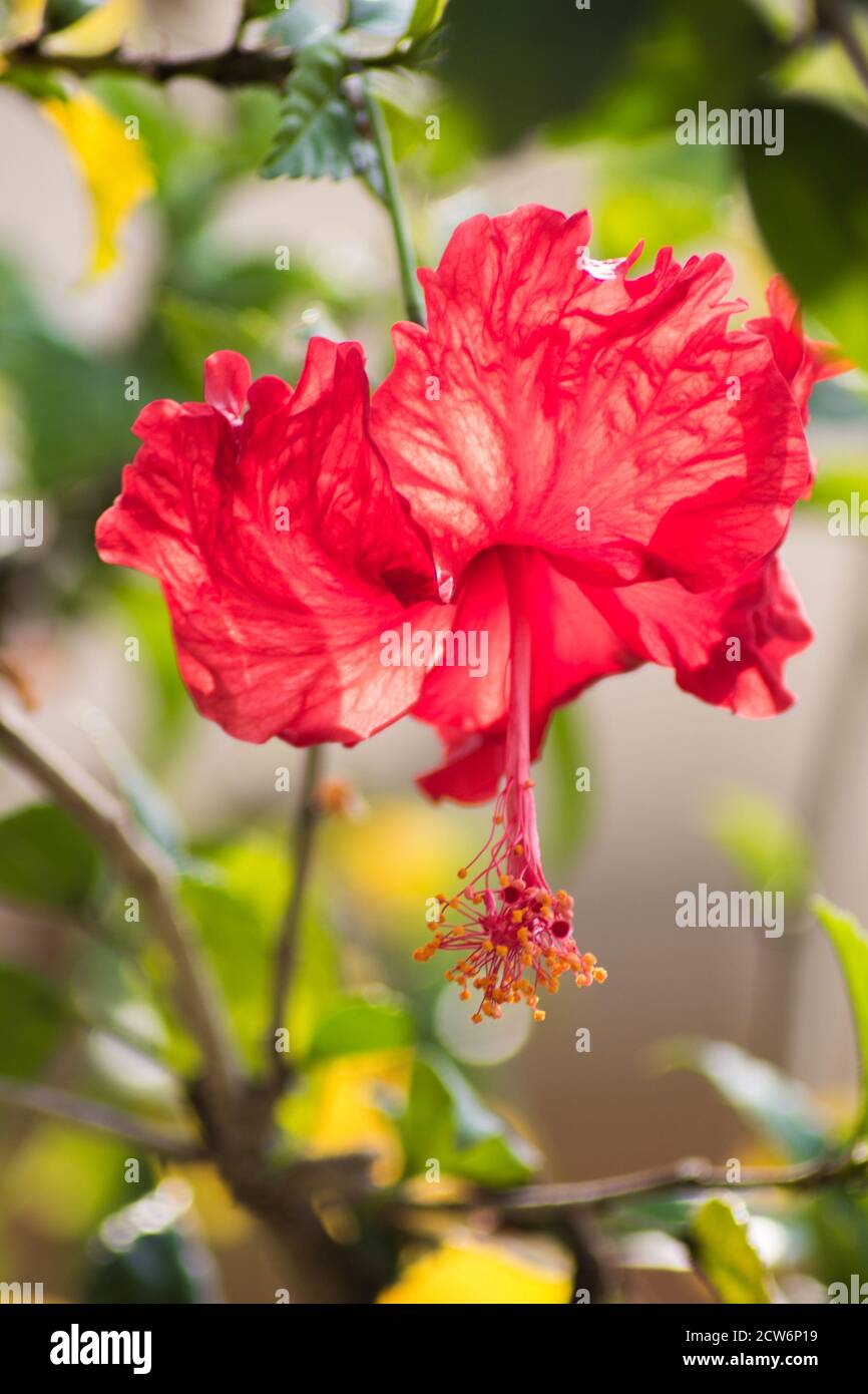 Red hibiscus flower on a gleam in Vietnam Stock Photo - Alamy