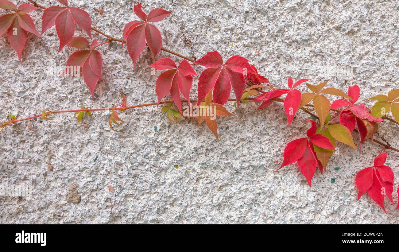 Autumn background design with colorful red and yellow leaves of the ...