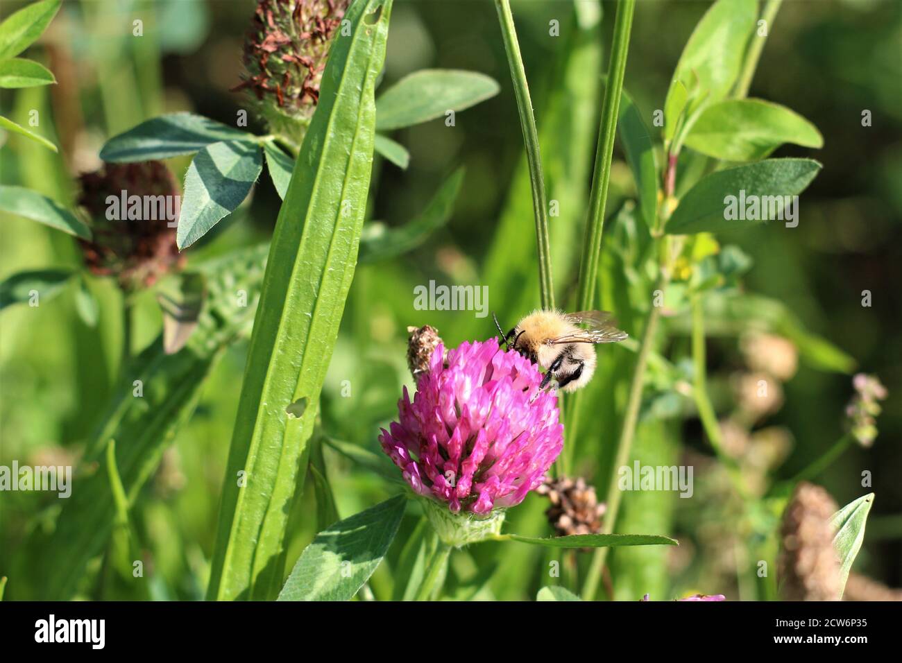Red clover bee hi-res stock photography and images - Alamy