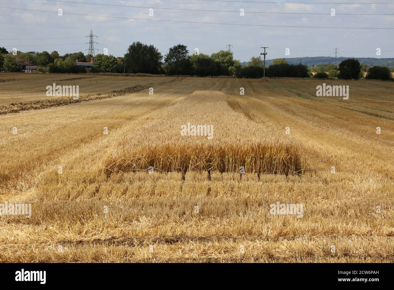 Missed combined corn Stock Photo - Alamy