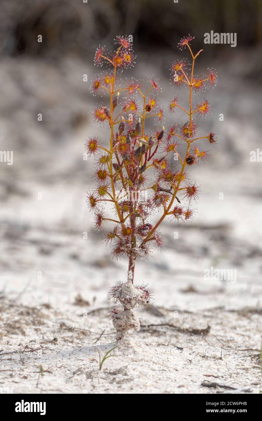 Drosera porrecta, northeast of Jurien Bay, Western Australia Stock ...