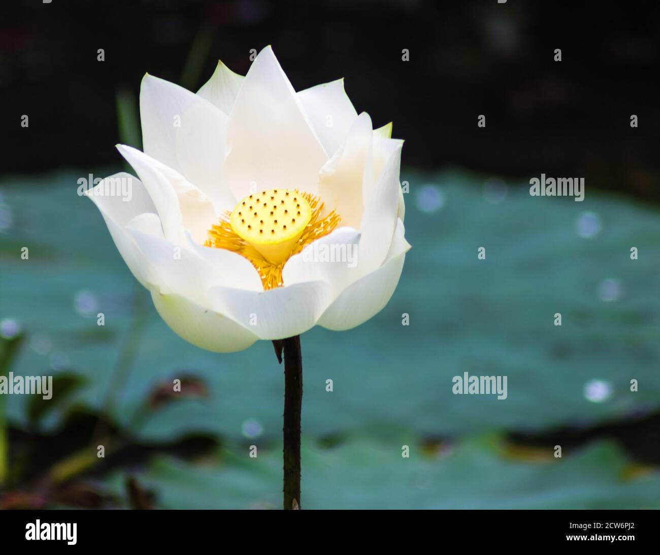 white lotus flower in a botanical garden Stock Photo - Alamy