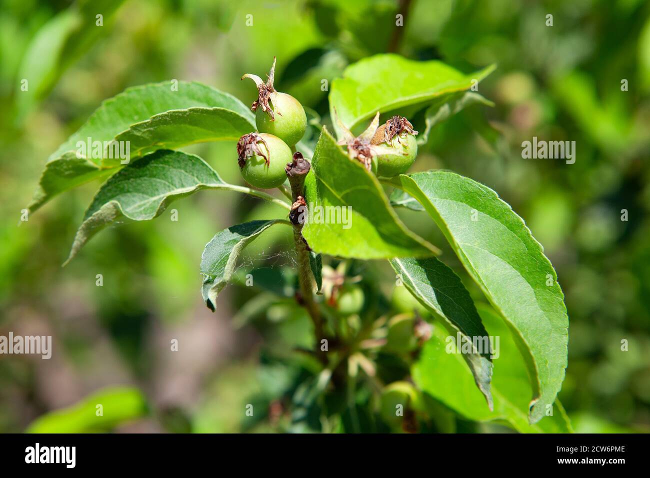 Growing fruits on the branch in the spring . Apple fruit formation ...