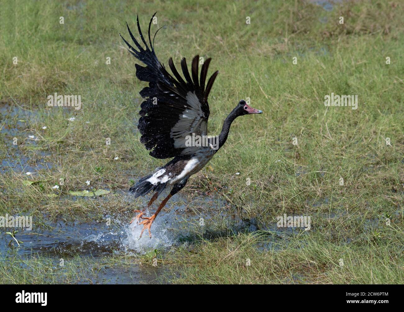Magpie Goose (Anseranas semipalmata) taking off, Mamukala Wetlands ...