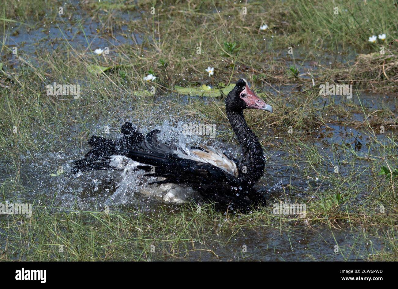 Magpie geese nt hi-res stock photography and images - Alamy