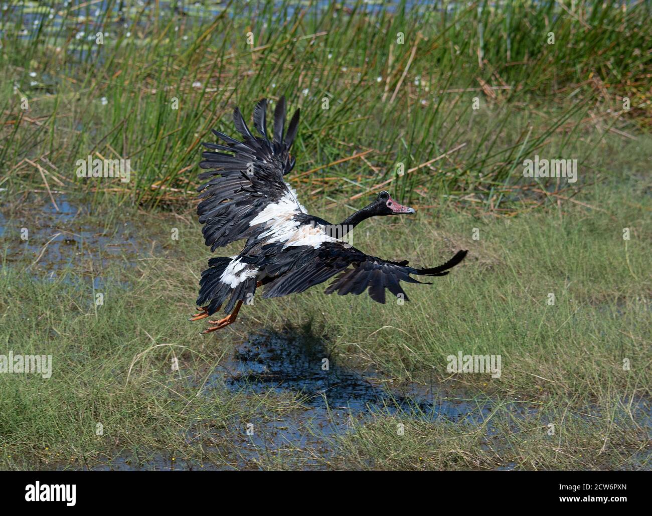 Magpie Goose (Anseranas semipalmata) in flight, Mamukala Wetlands ...