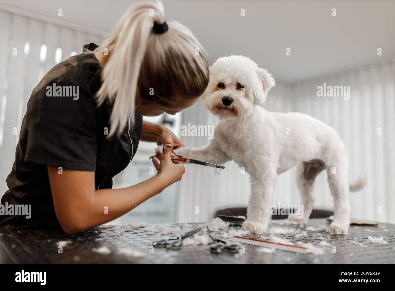 cropped shot of a young blonde pet beautician and white purebred bichon ...