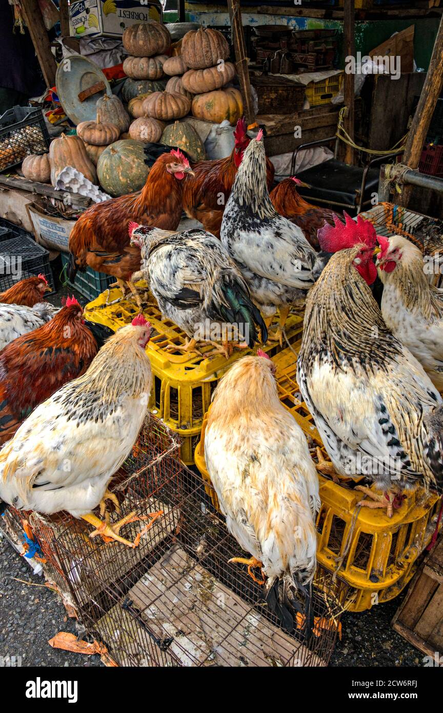 Live chickens at food stall, fish market, Bandar-e Anzali, Iran Stock ...