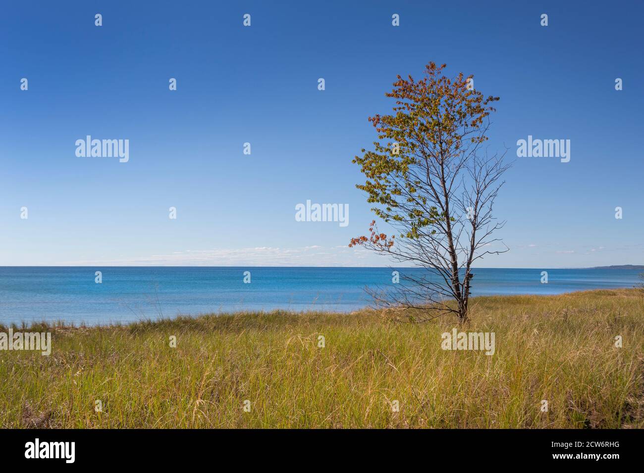 A single tree growing on the shores of Lake Michigan Stock Photo - Alamy