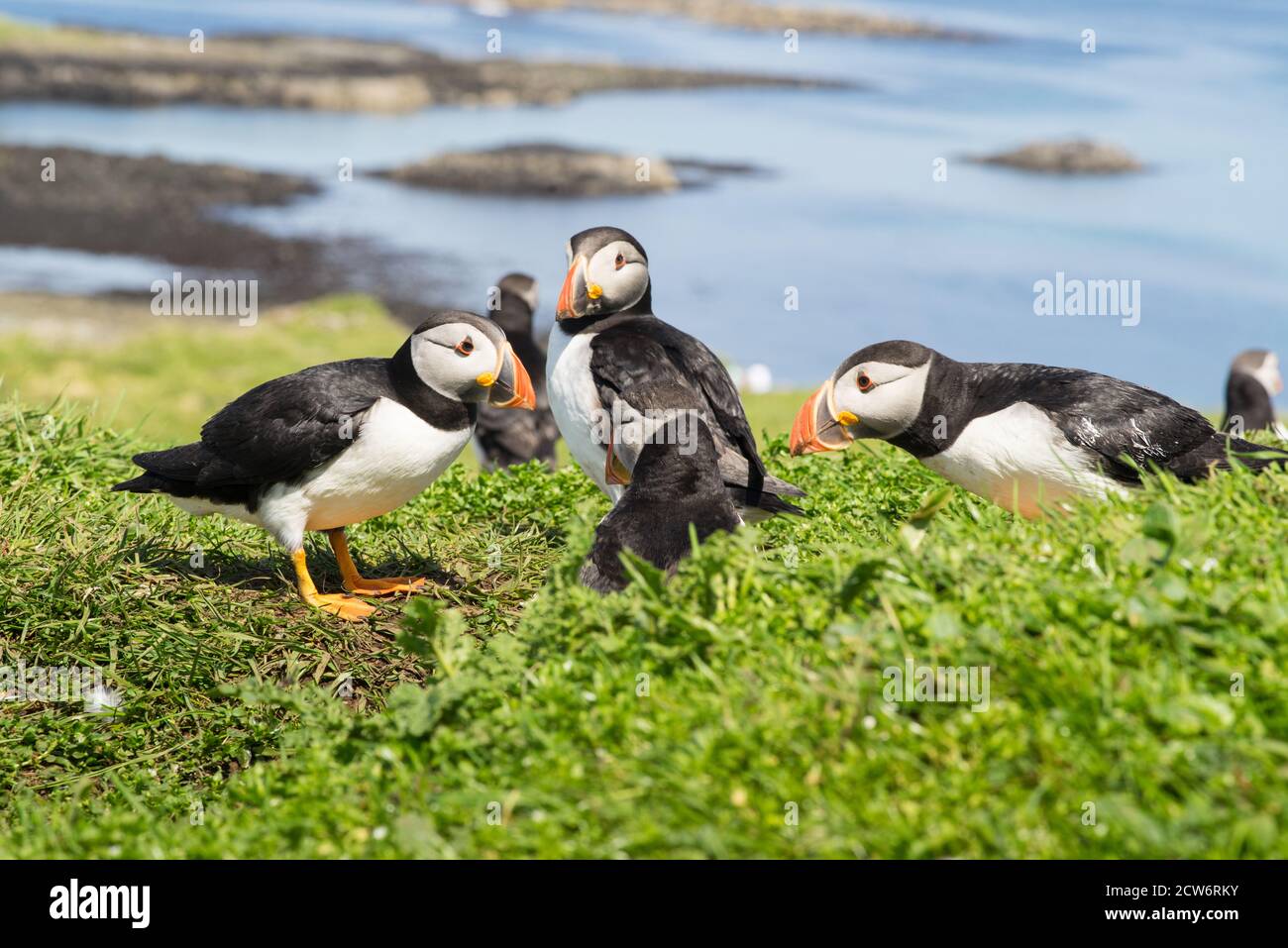 Alcidae family hi-res stock photography and images - Alamy