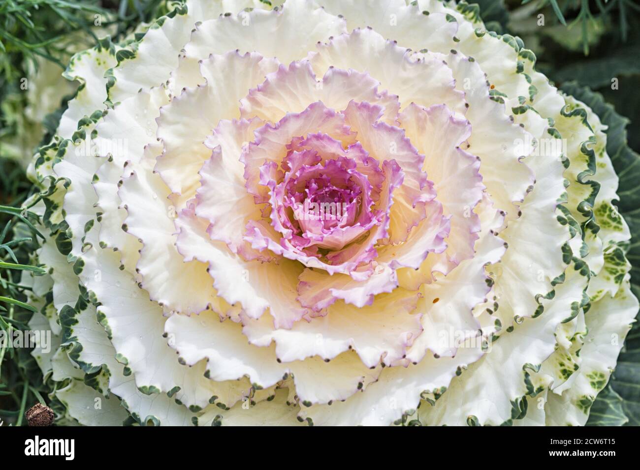 decorative creamy white cabbage in a botanical garden Stock Photo - Alamy