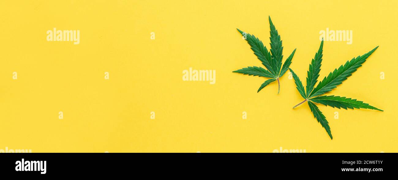 Green hemp leaf on color yellow background. Medical marijuana plant ...