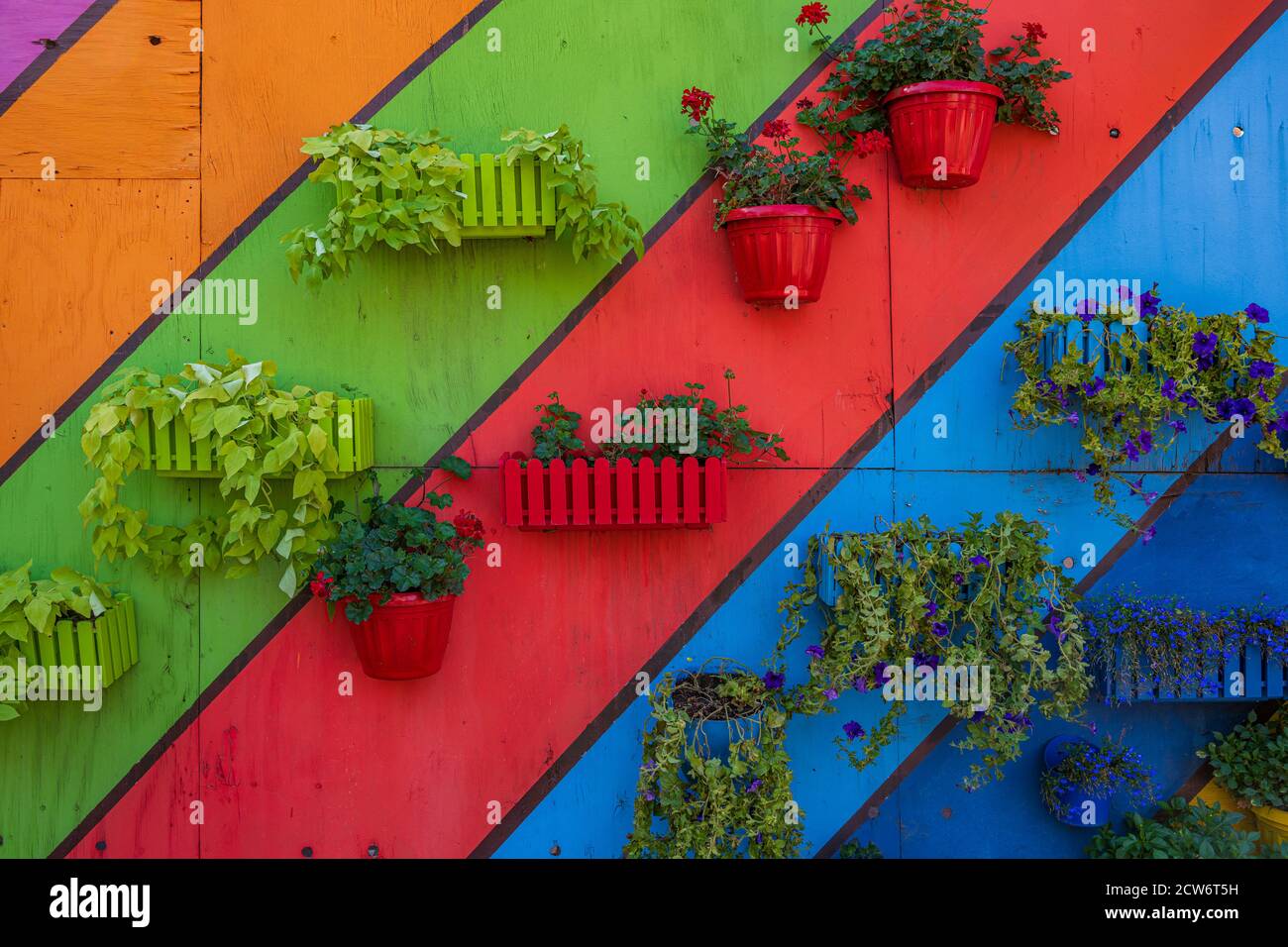 Colorful wooden fence with vibrant flowers. Floral background Stock ...