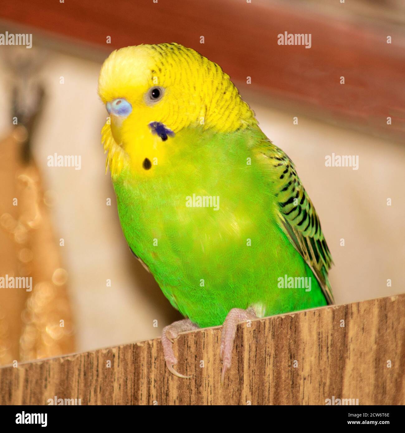 Home wavy parrot are sitting on the closet Stock Photo - Alamy