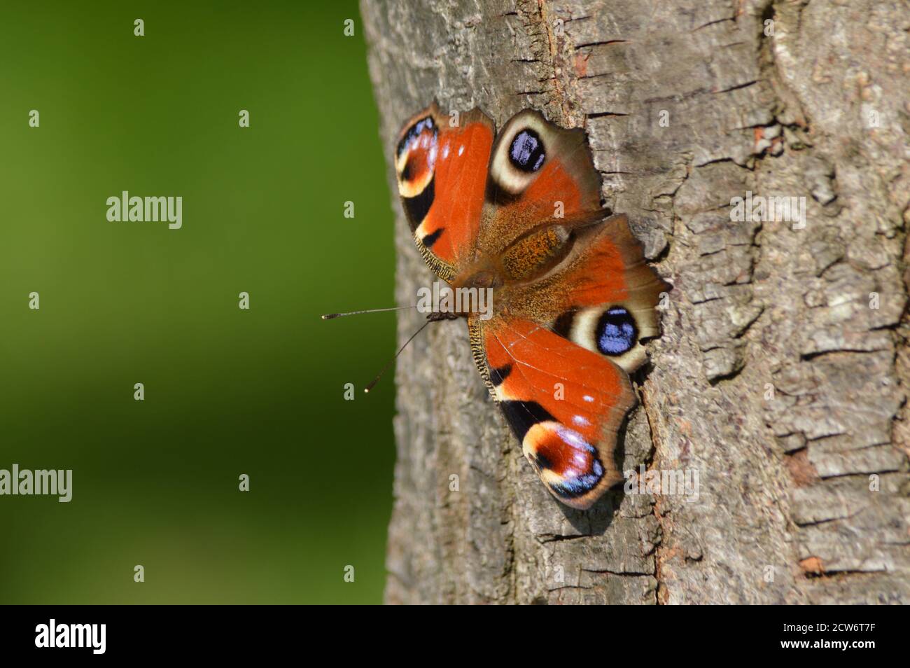 Basking Peacock Butterfly High Resolution Stock Photography and Images ...