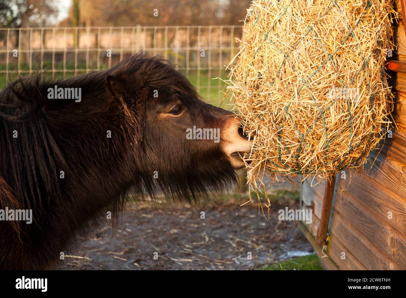 A pony eating from a hay net Stock Photo - Alamy