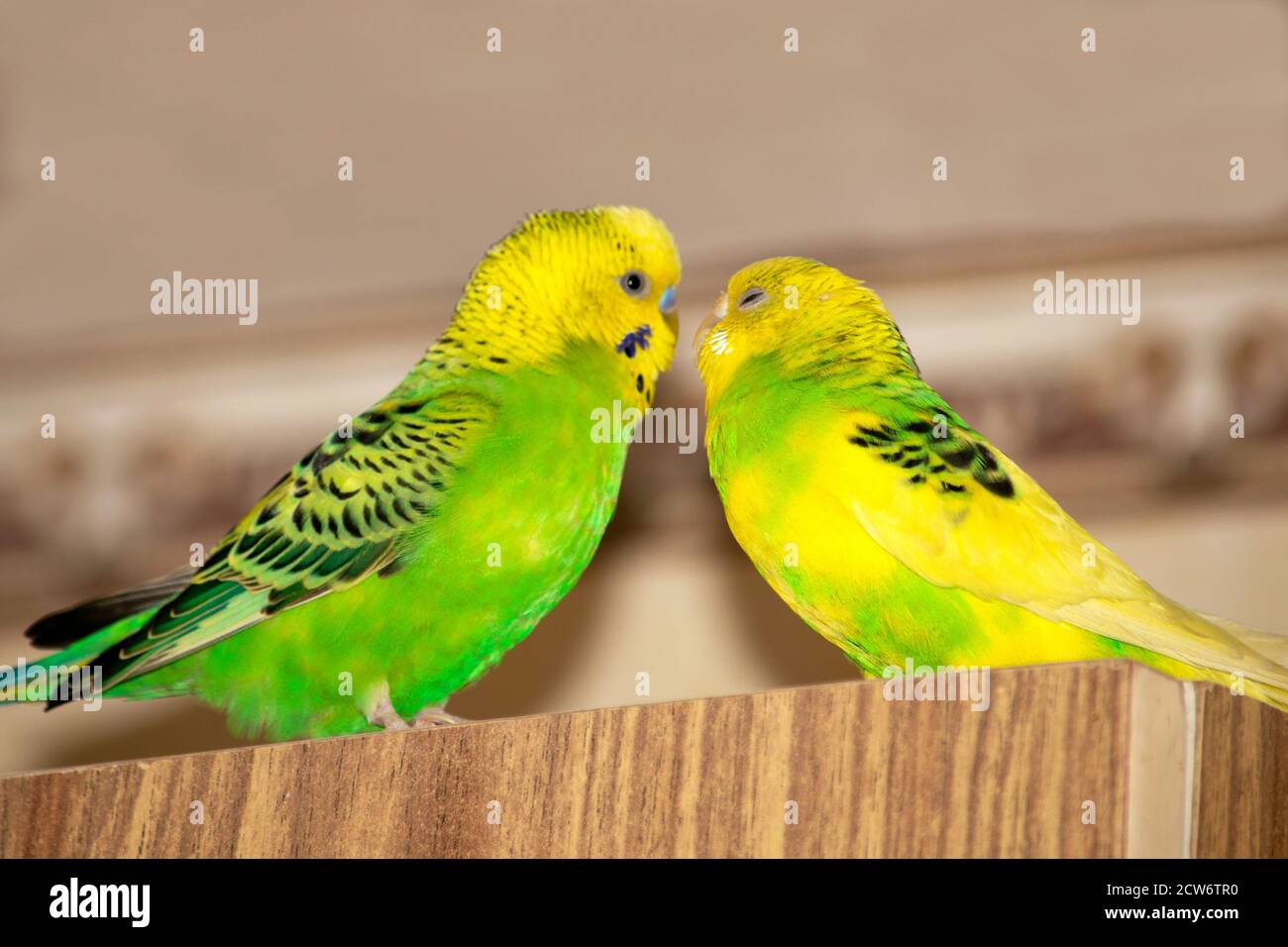 two yellow-green wavy parrots are sitting on the closet Stock Photo - Alamy