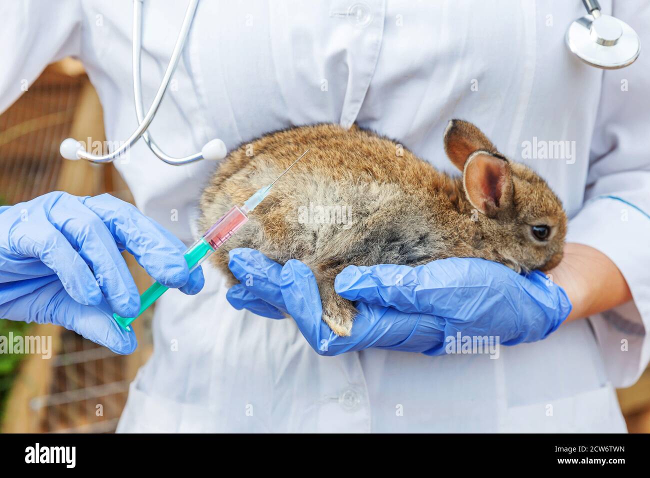 Veterinarian woman with syringe holding and injecting rabbit on ranch ...