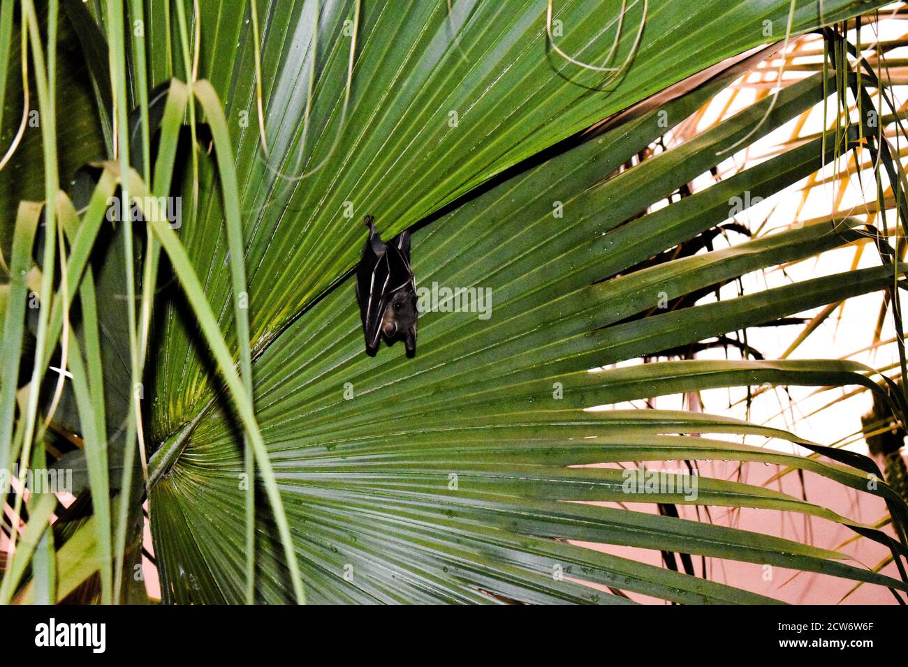 Bat bird is hanging on a coconut tree leaves with its bright white eyes ...