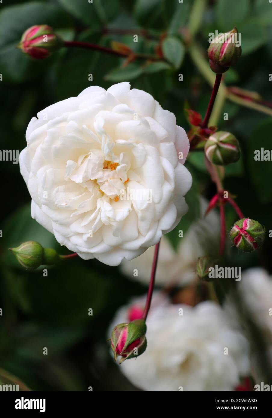 Plant flower rose hi-res stock photography and images - Alamy