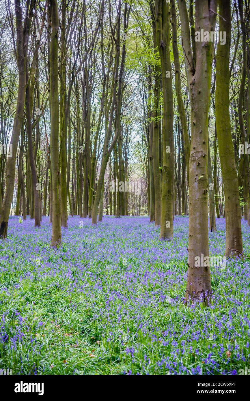 Carpet of bluebells (Hyacinthoides non-scripta) between trees in a ...