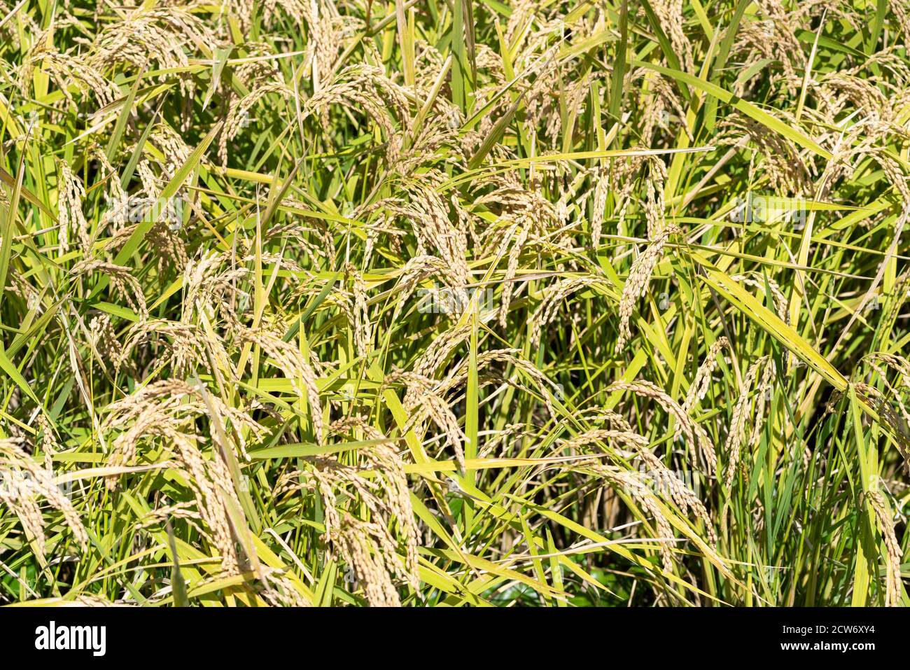 Ear of rice plant in September (autumn), Isehara City, Kanagawa ...