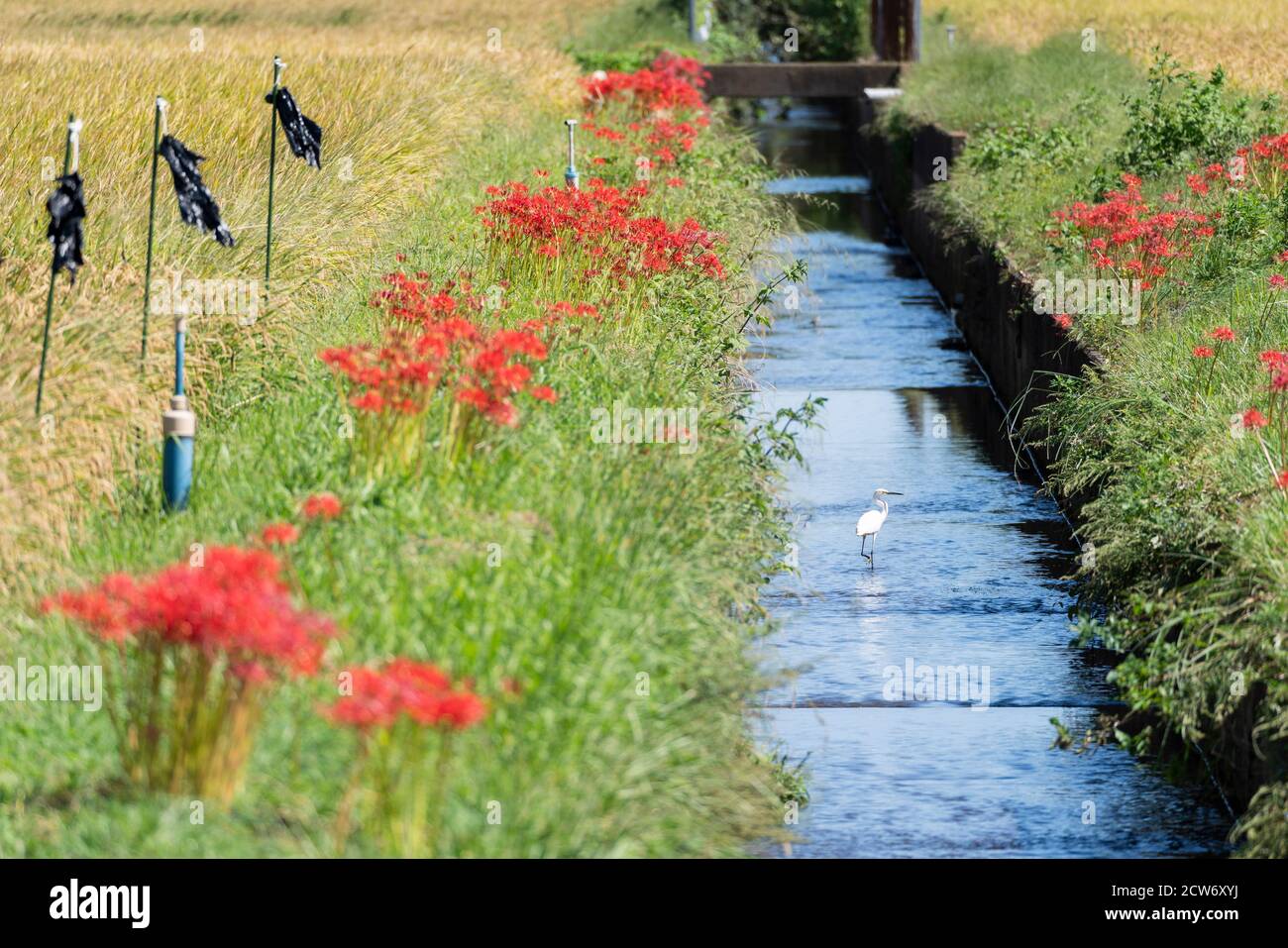 Red spider lily (Lycoris radiata) in autumn rice field, Isehara City ...
