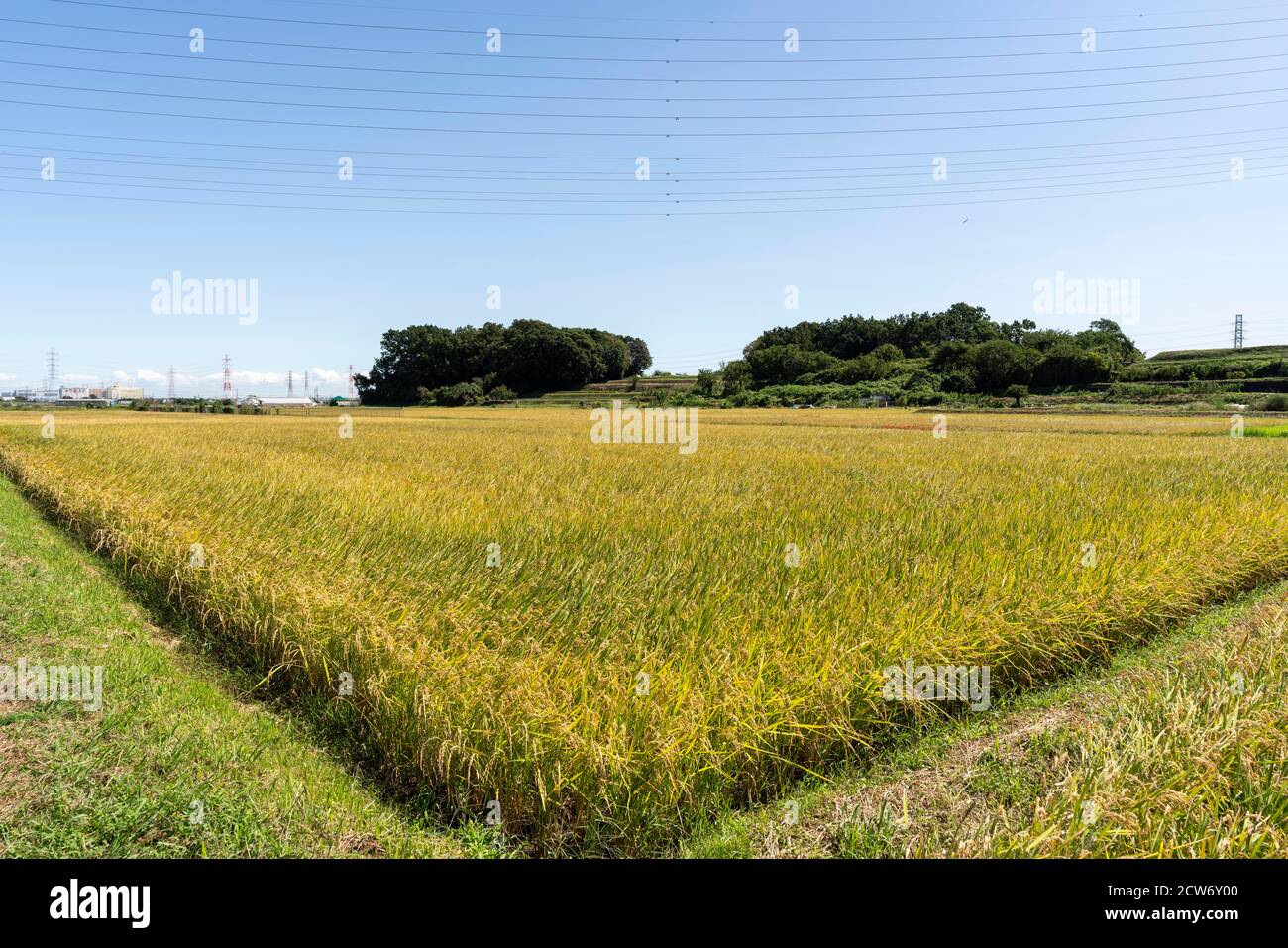 Rice field in September (autumn), Isehara City, Kanagawa Prefecture ...