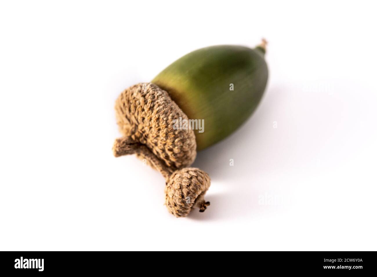 Acorn isolated on white background hi-res stock photography and images ...