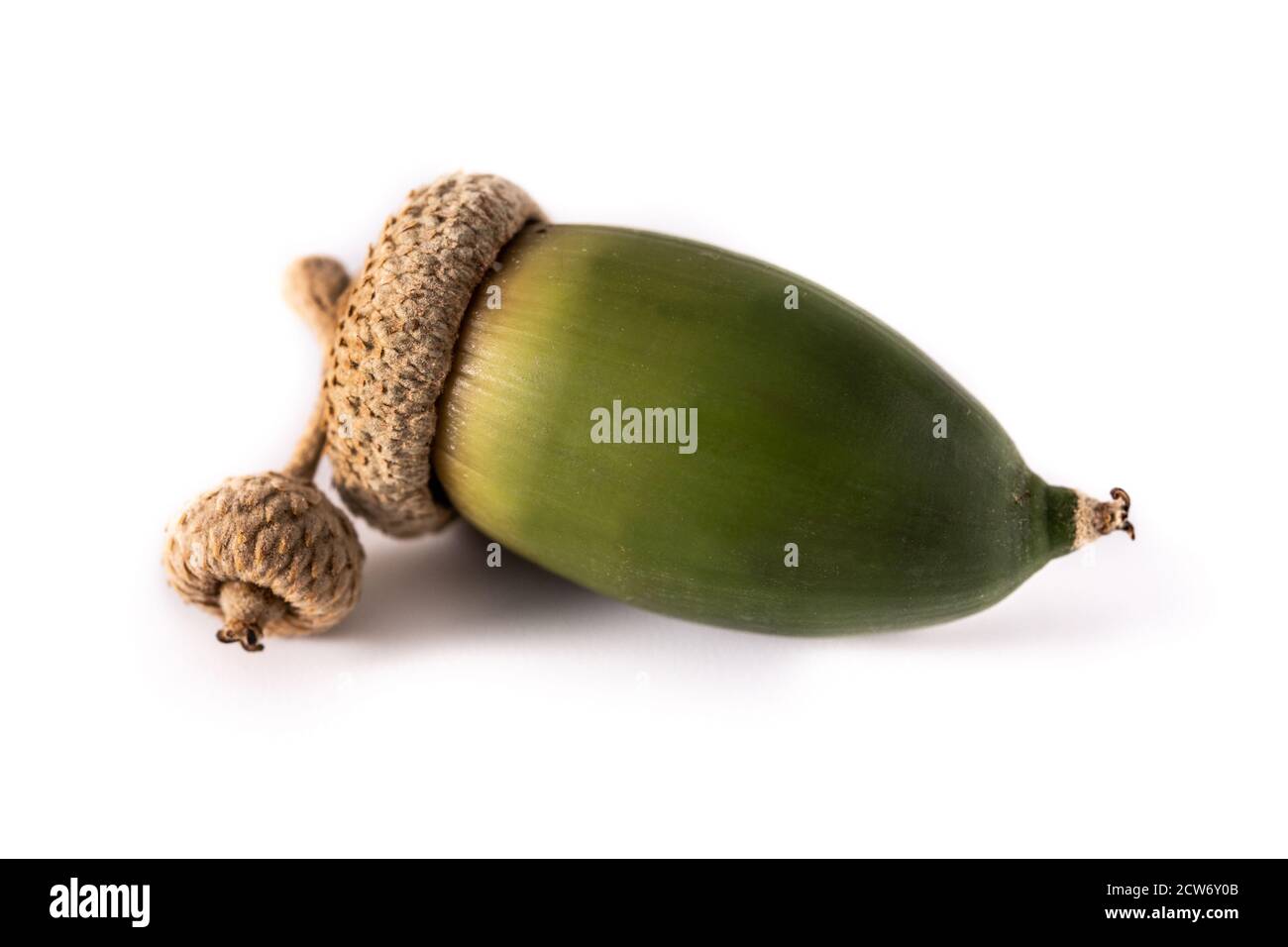 Green acorn isolated on white background Stock Photo - Alamy