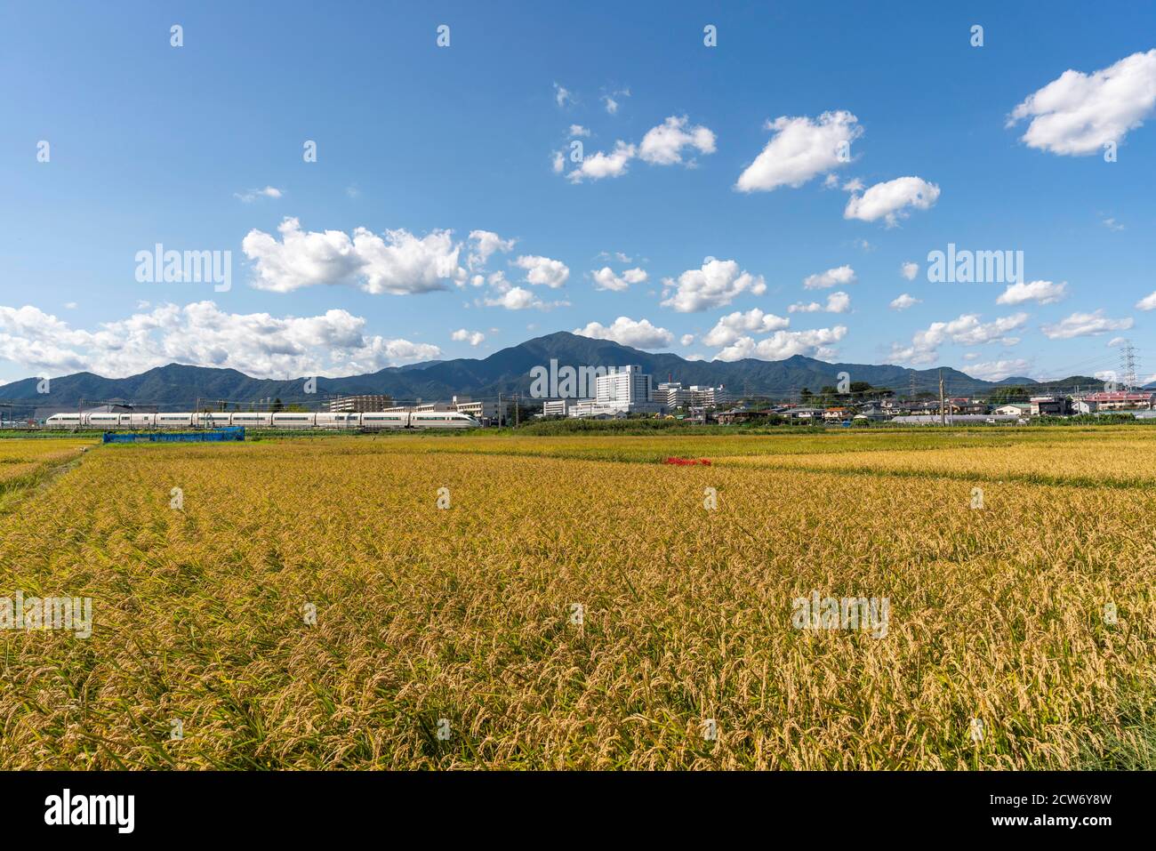 Odakyu Line passing through autumn rice field, Isehara City, Kanagawa ...