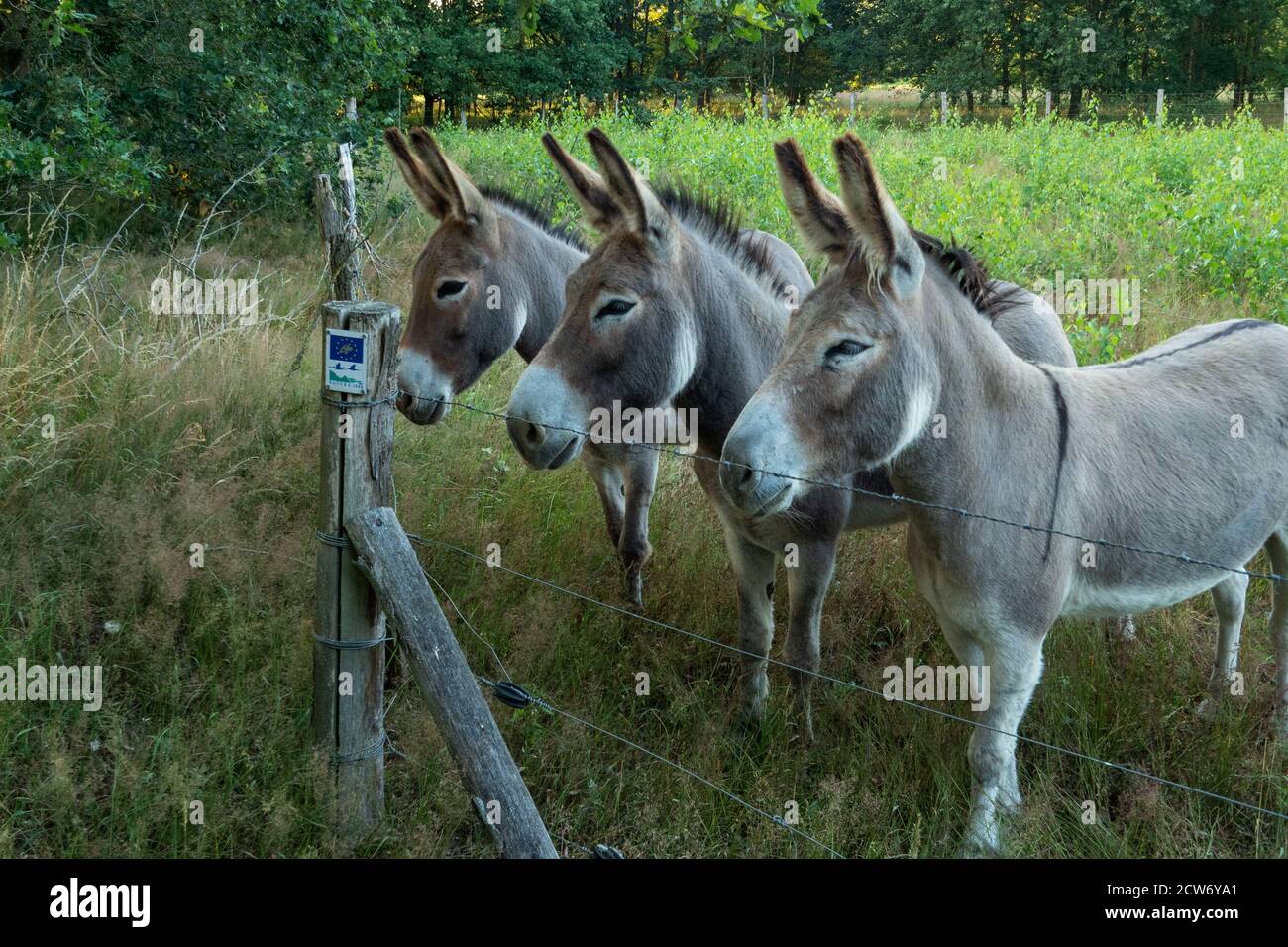 three donkeys at a metal fence Stock Photo - Alamy