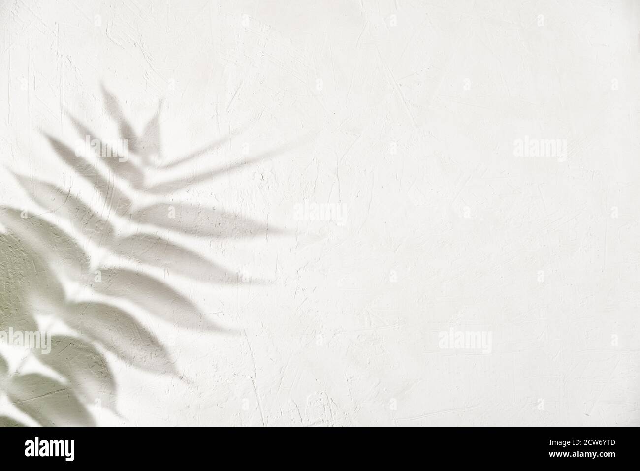 Leaf shadow on white background. Creative abstract background. Nature ...