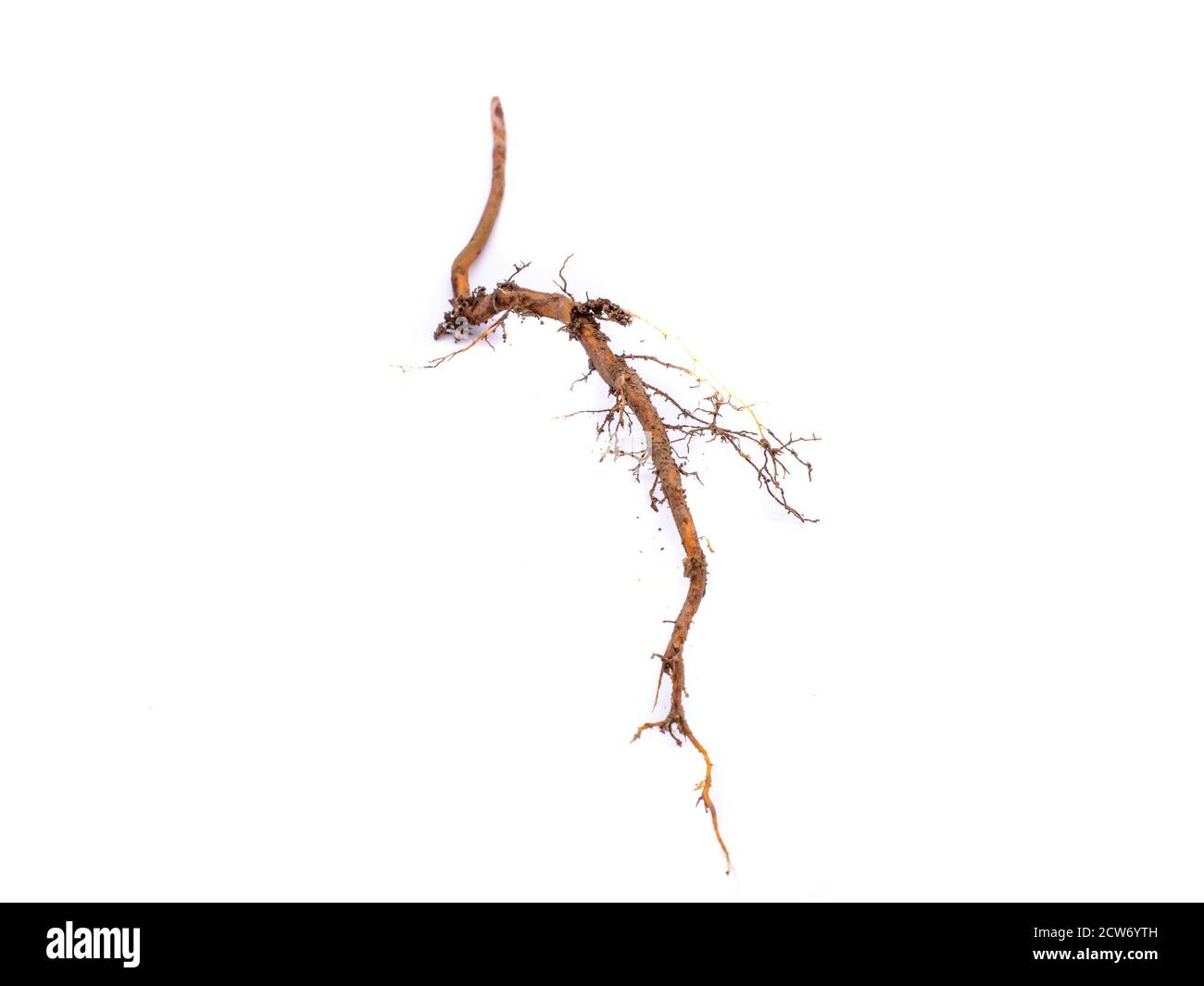 Root is on a white background Stock Photo - Alamy