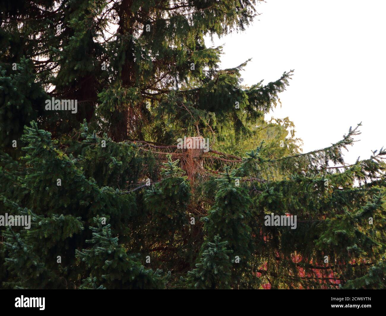 Pollarded Tree Garden High Resolution Stock Photography and Images - Alamy