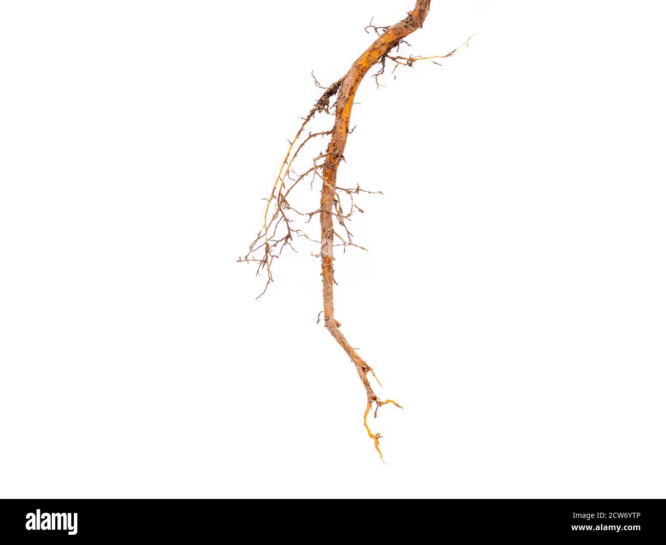 Root isolated on white background Stock Photo - Alamy