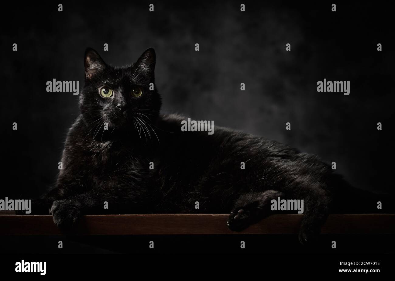 Black Angora Cat High Resolution Stock Photography and Images - Alamy