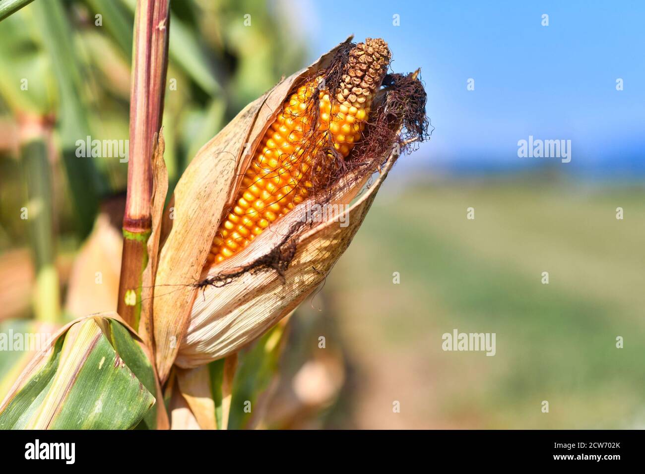 Maize stalk hi-res stock photography and images - Alamy