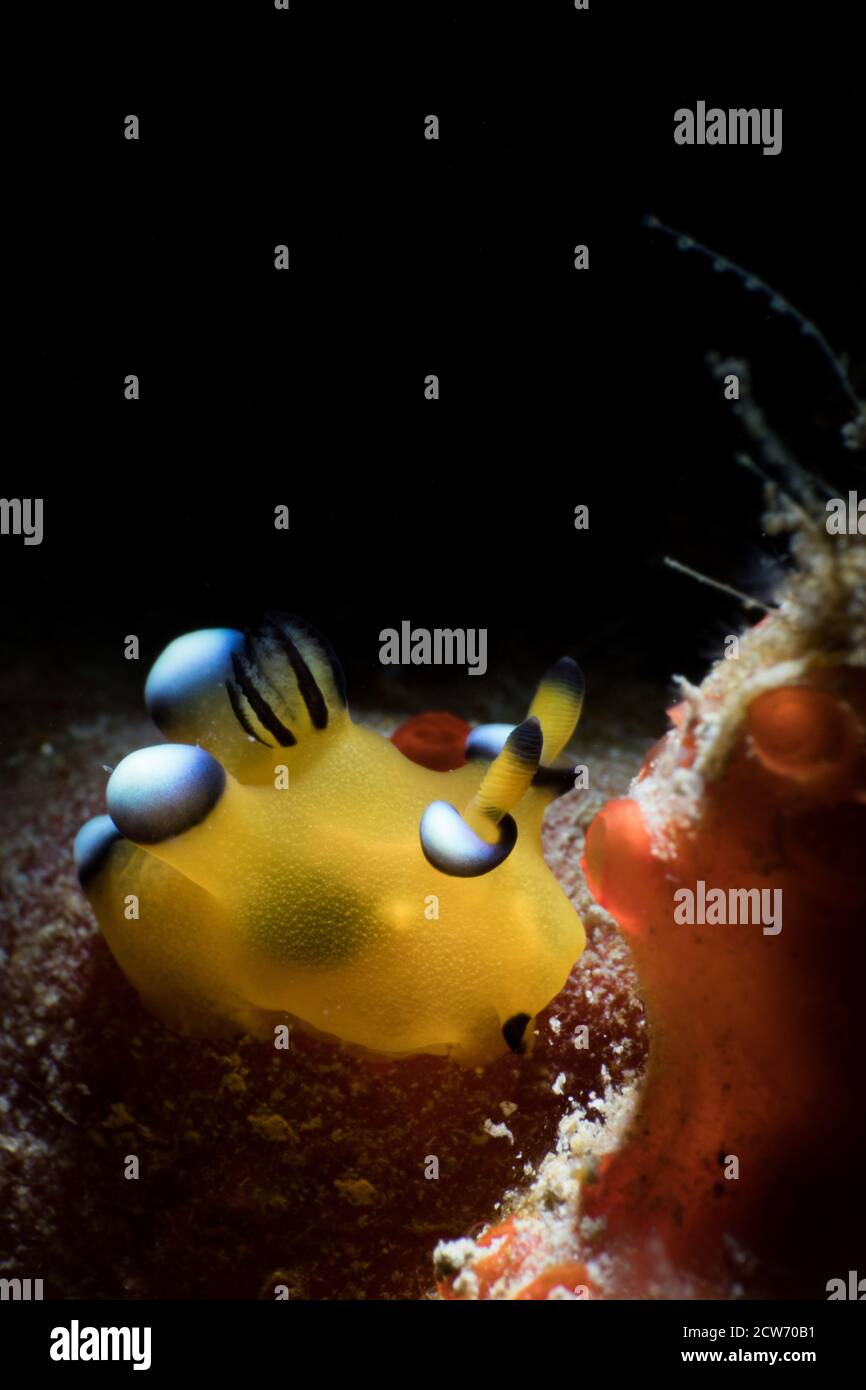 Pikachu sea slug hi-res stock photography and images - Alamy