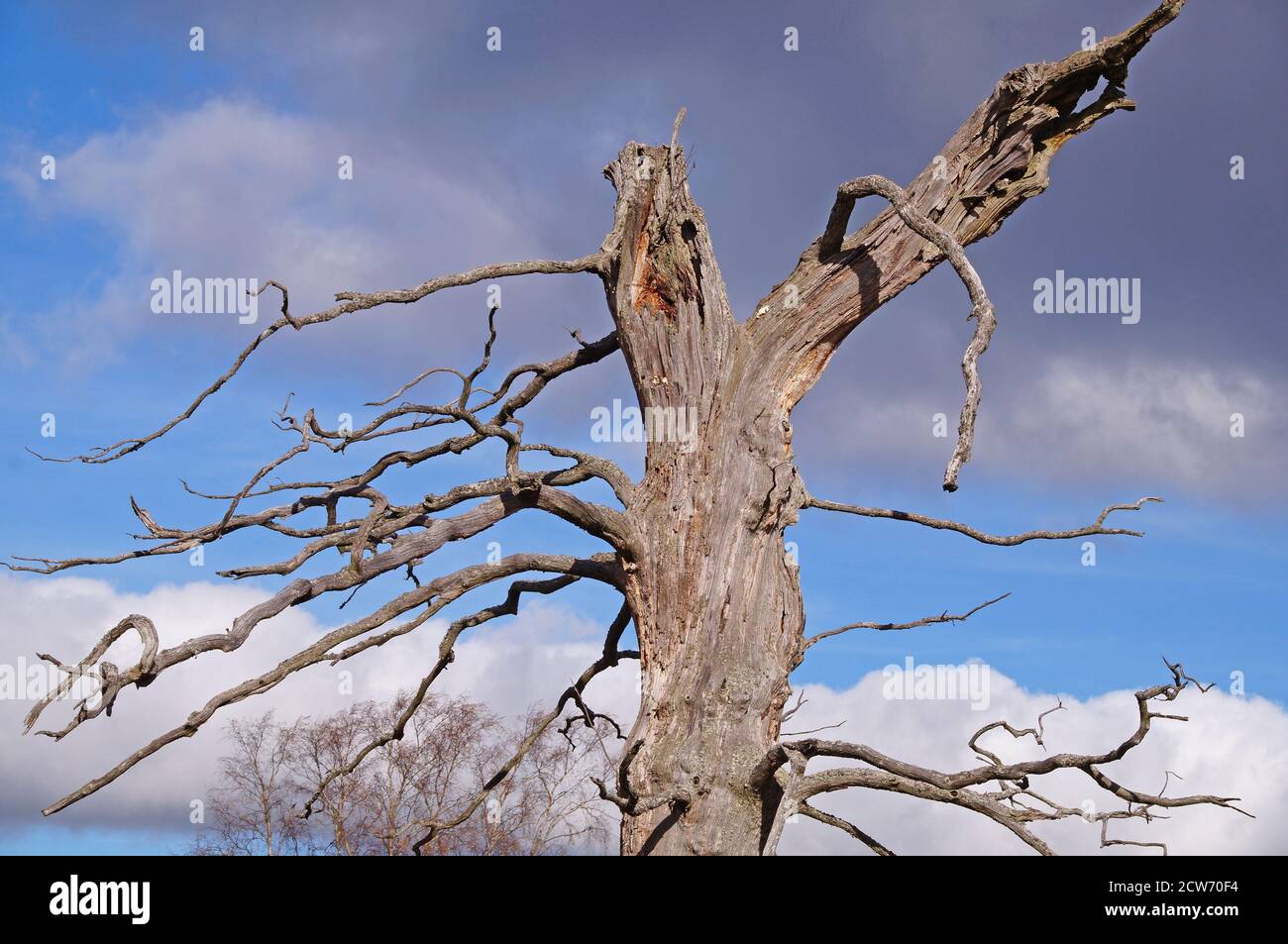 Old Tree Without Leaves High Resolution Stock Photography and Images ...