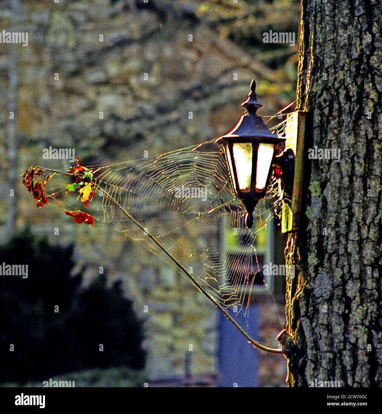 Autumn Leaves in Gossamer Web Stock Photo - Alamy