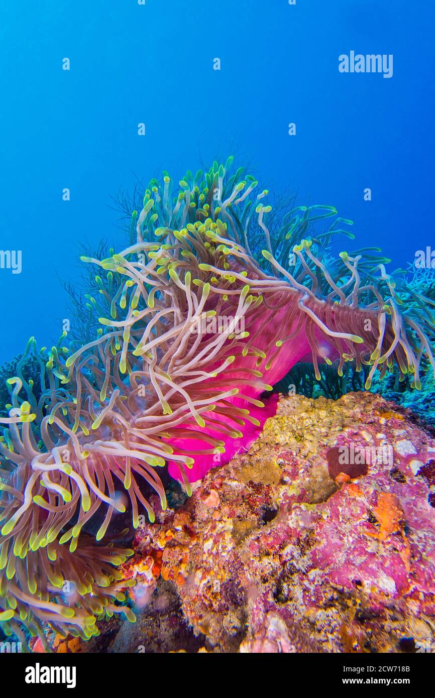Magnificent Sea Anemone, Heteractis magnifica, Coral Reef, North Ari ...
