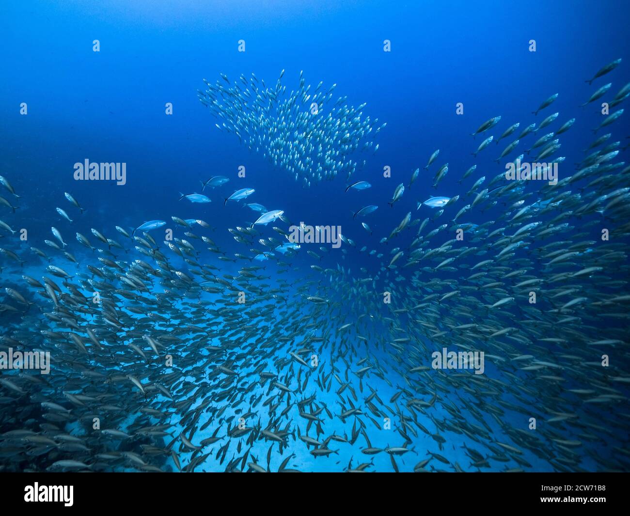 Blue Runner in bait ball / school of fish in turquoise water of coral ...