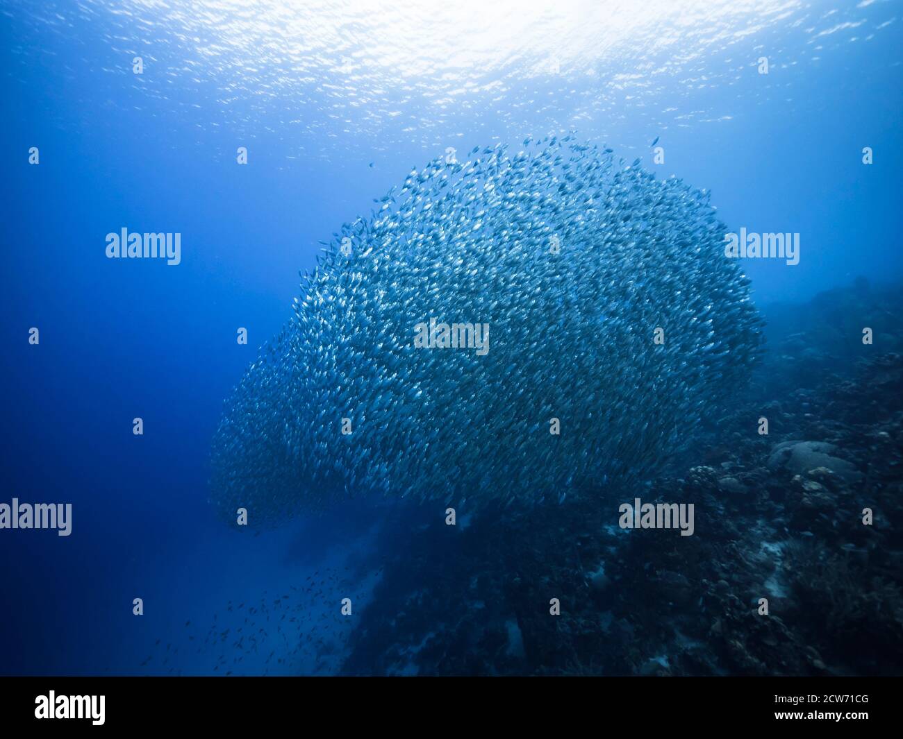 Bait ball / school of fish in turquoise water of coral reef in ...