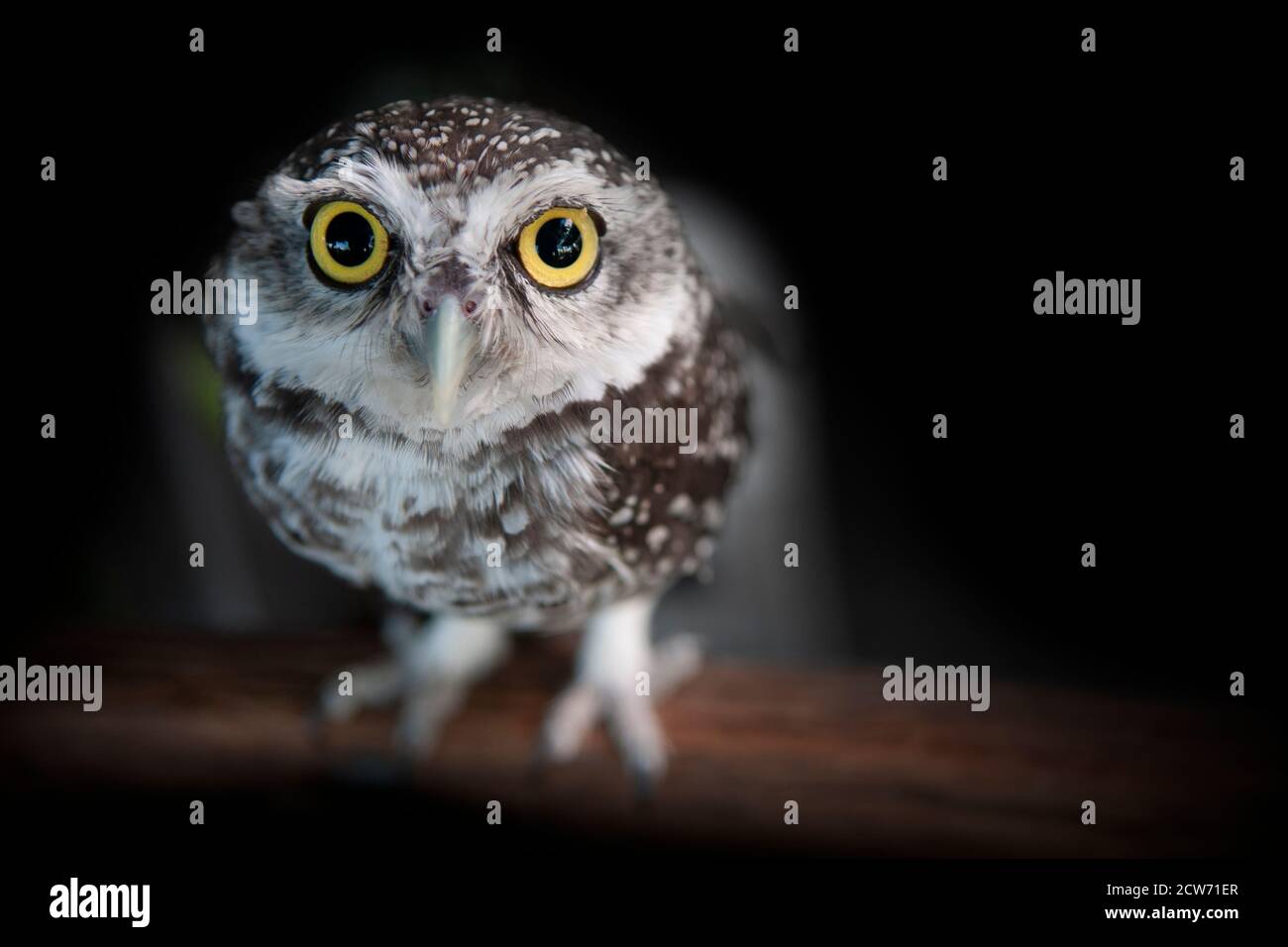 Little owl stood on timber in the dark then looking at something with ...